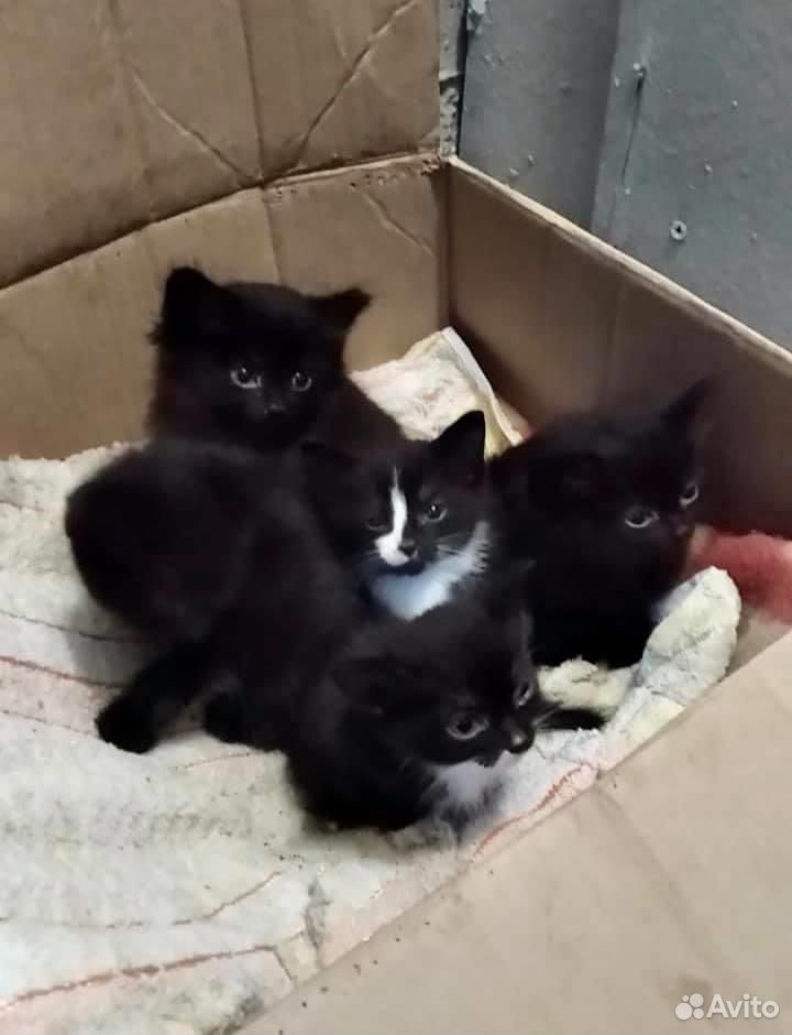 Черные котята