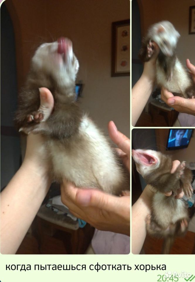 Домашние хорьки