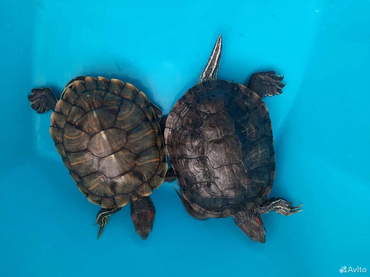 Черепахи красноухие