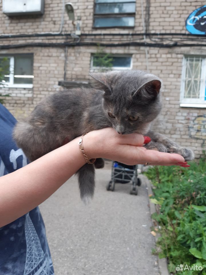 Симпатичный котенок ищет себе дом