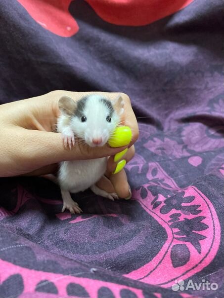 Крысята Дамбо. выбор. питомник