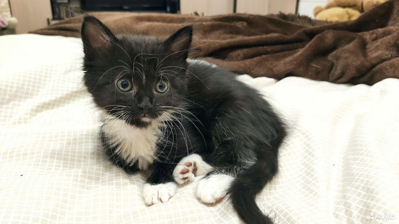 Кошечка