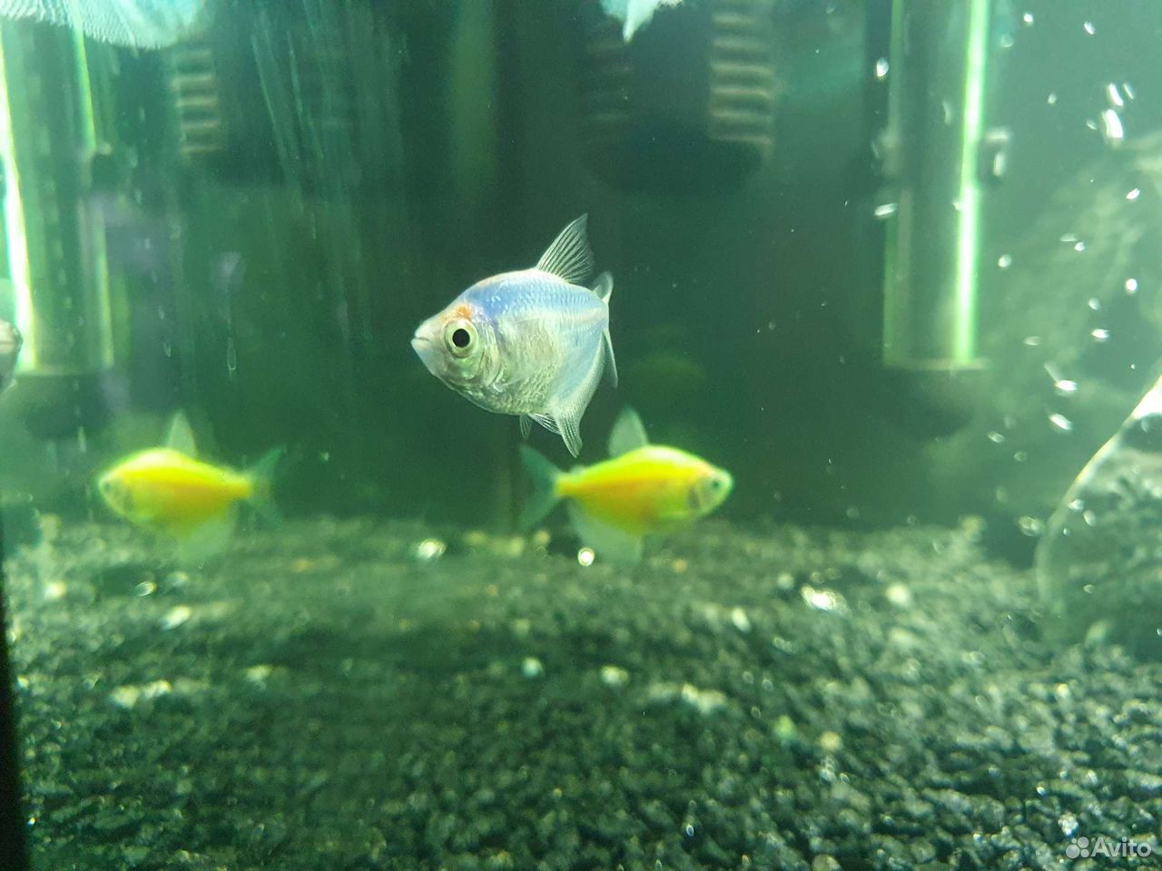 Тернеция Glofish 2 шт
