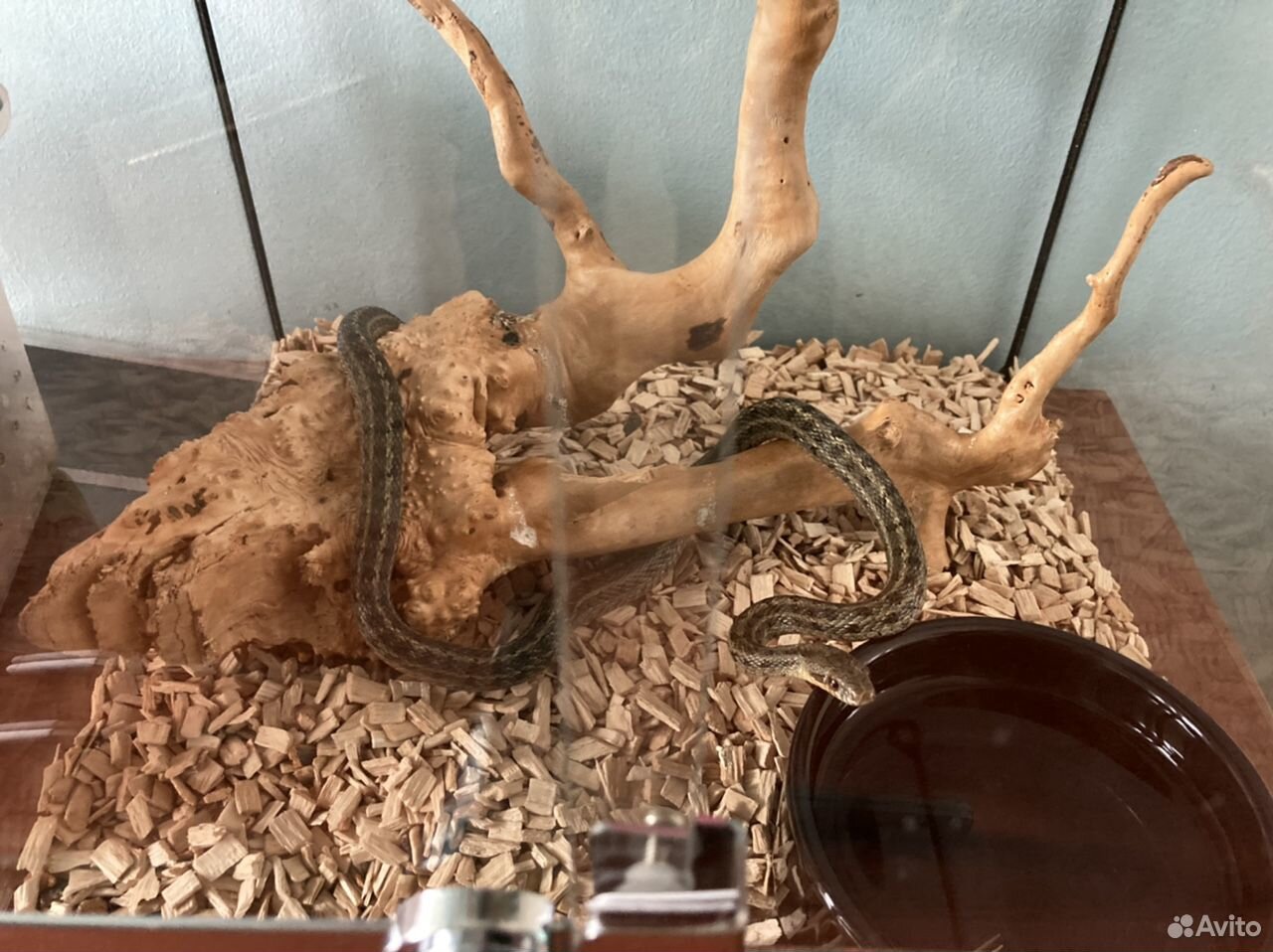 Узорчатый полоз