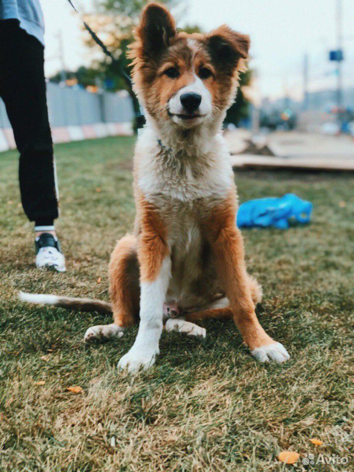 Щенок В добрые руки