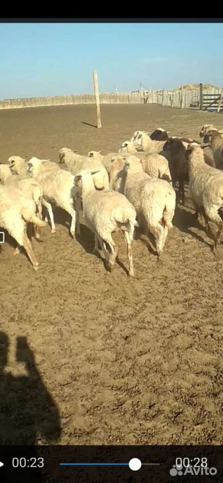 Овцы