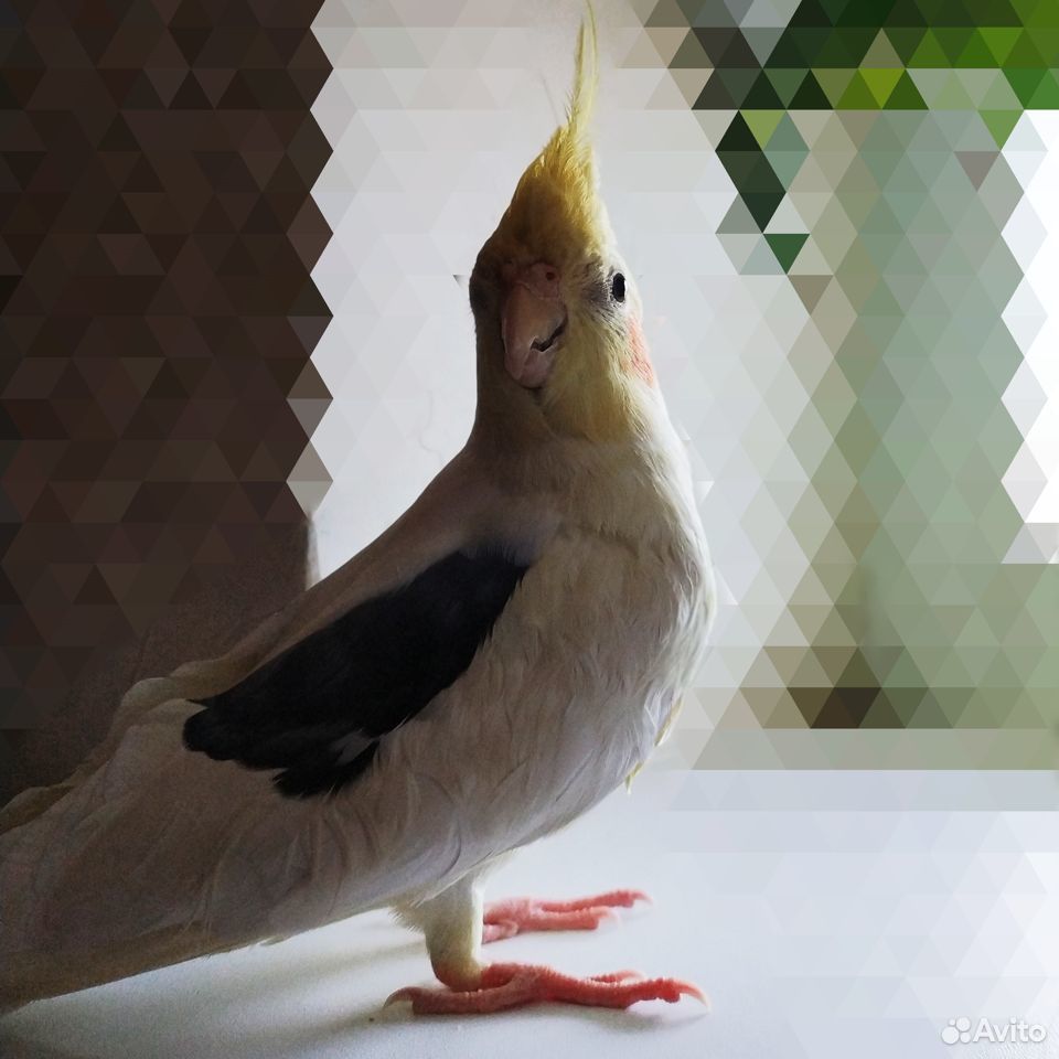 Попугай корела