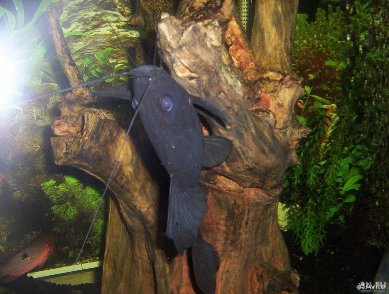 Сом черный багрус перевертыш