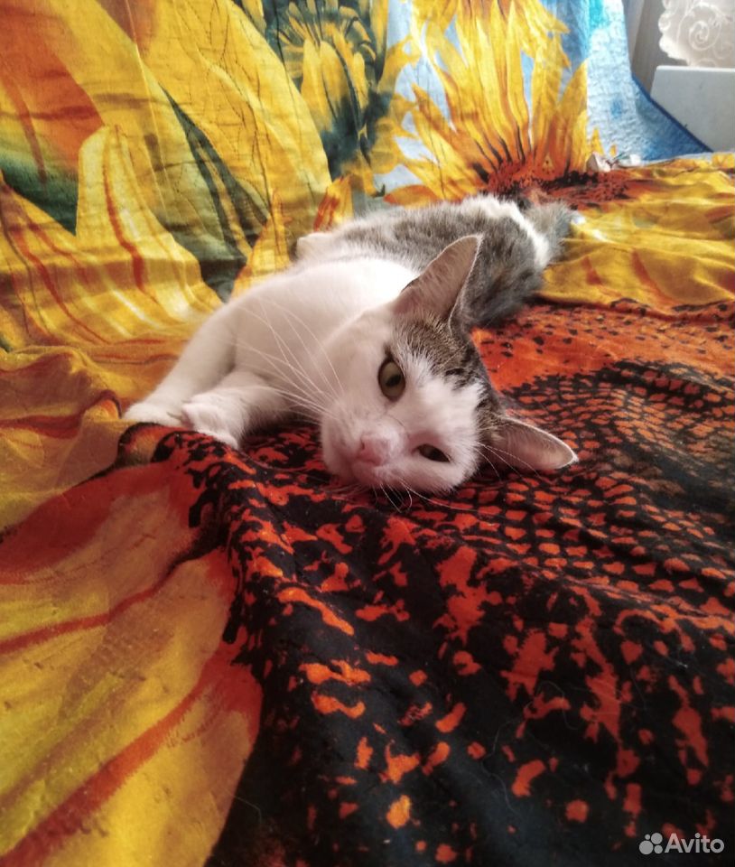 Кошка