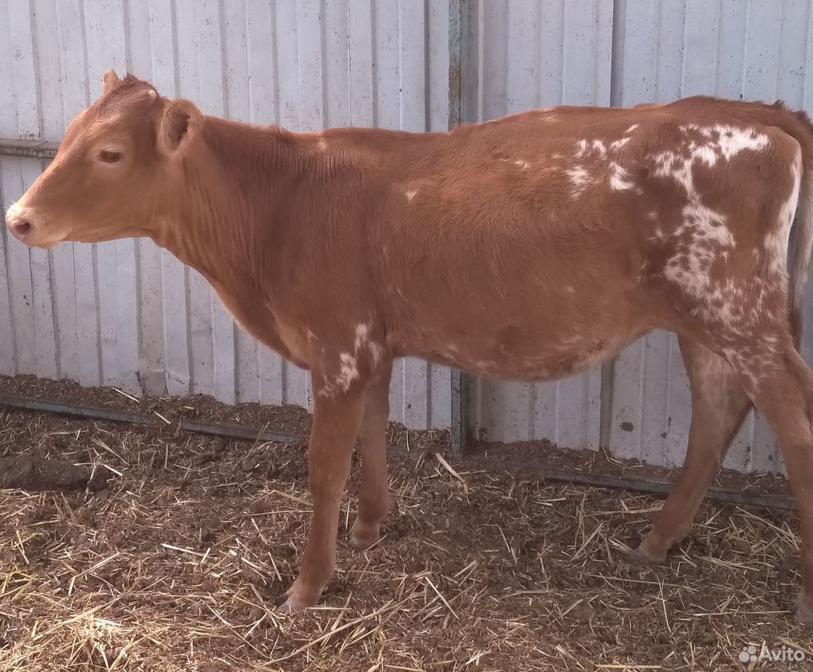 Телята домашние