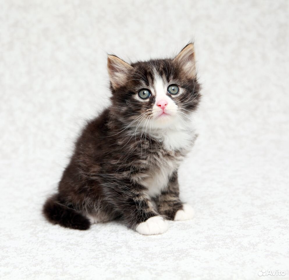 Котенок