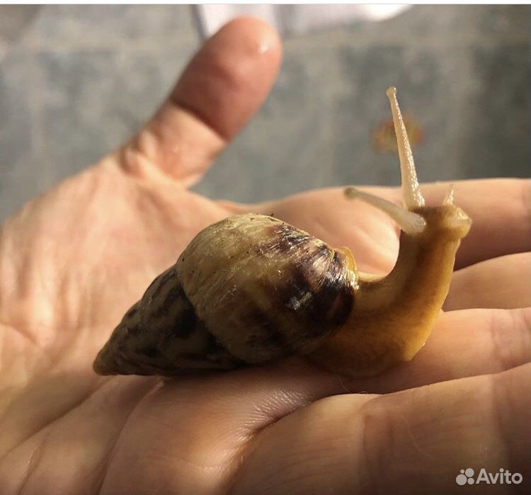 Улитки Лимиколария Фламея