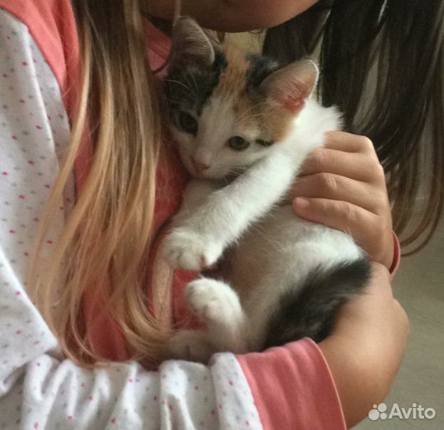 Котенок в дар 1 мес девочка