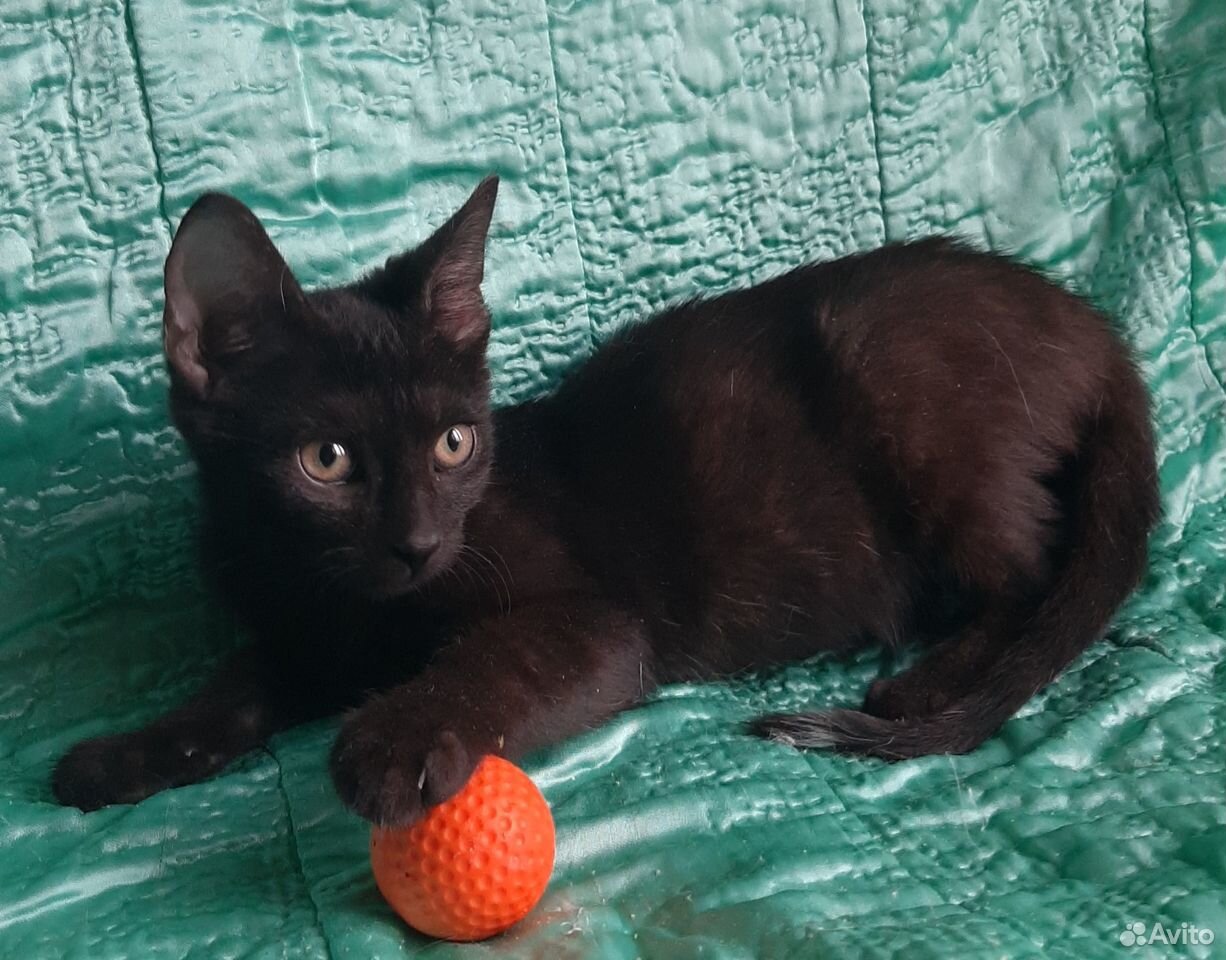 Чёрный котёнок болтун в дар