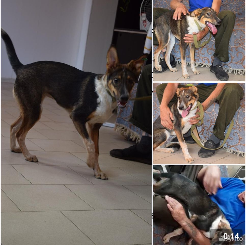 Собака ждёт хозяев