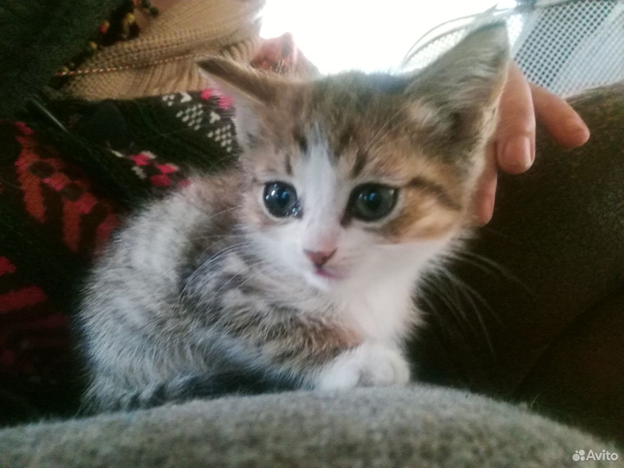 Котейка девочка Лори
