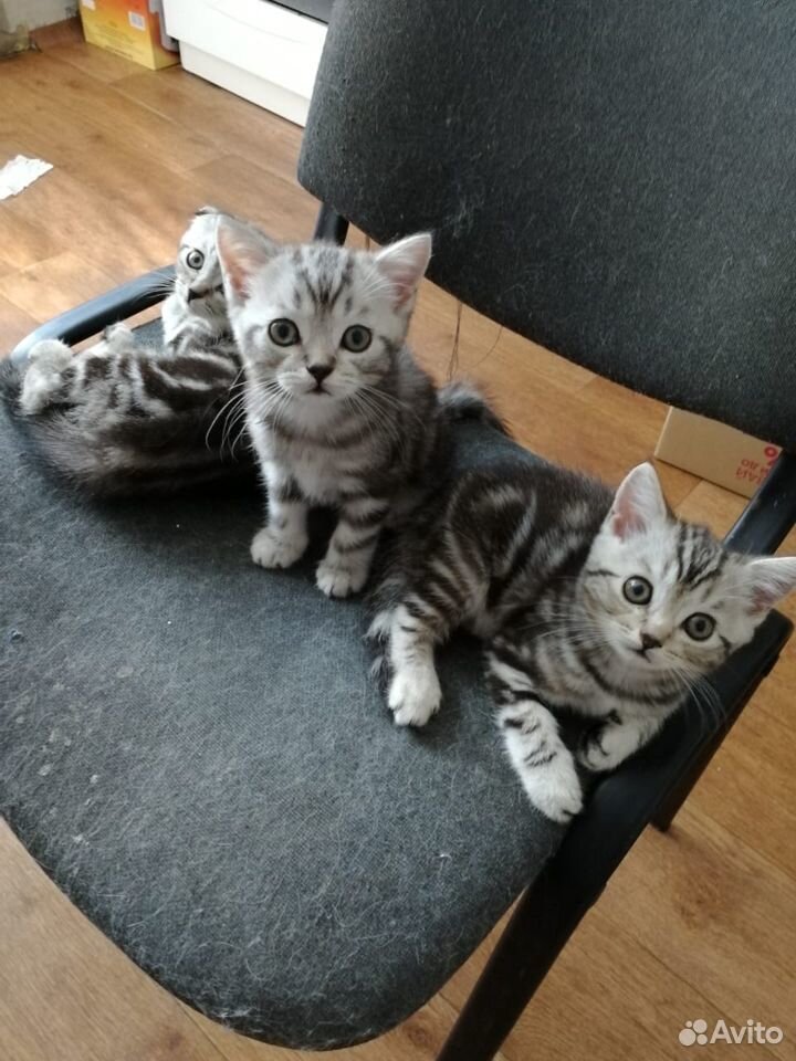 Шотландская