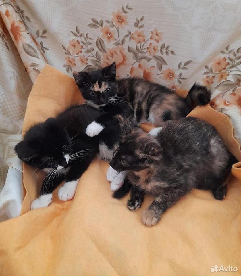 Замечательные, цветные котята ищут дом