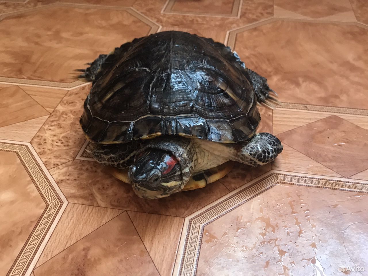 Черепаха Алмаз