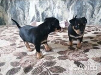 Щенки в хорошие руки