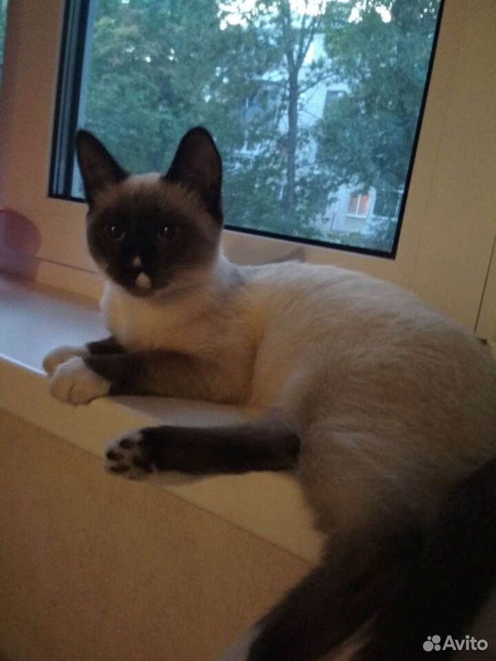 Сиамская мурлыка