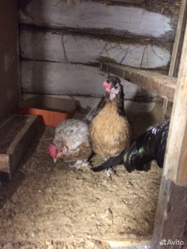 Продам семьи кур