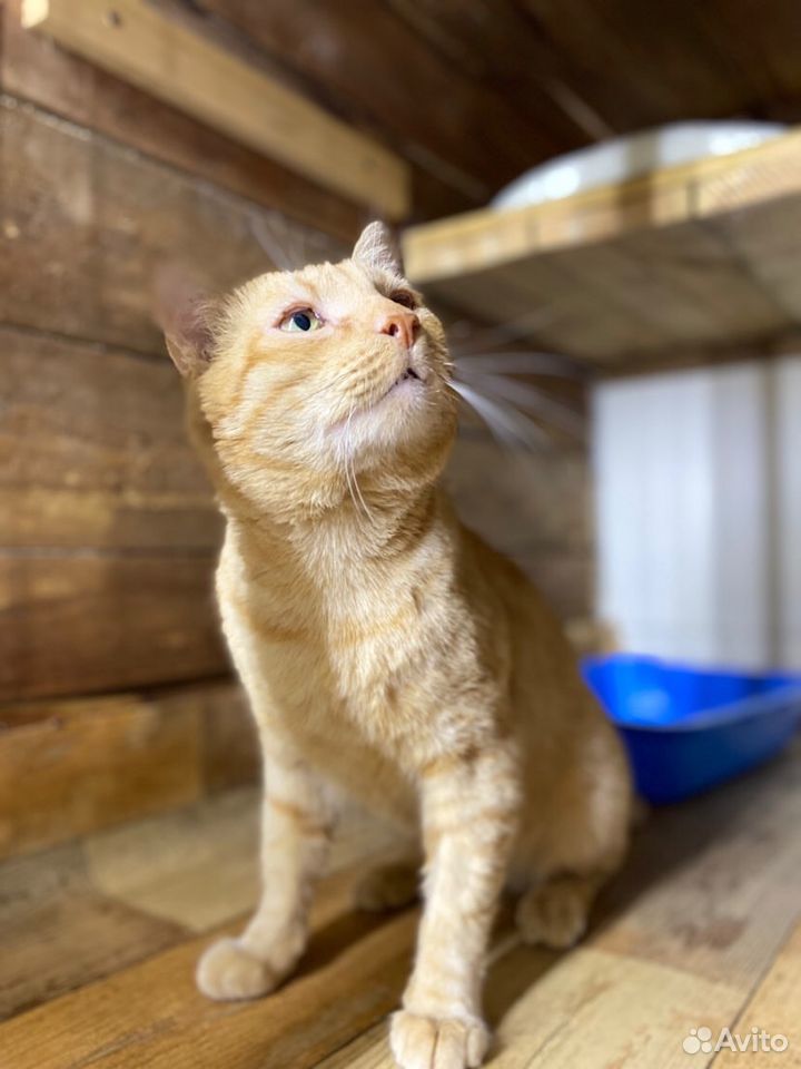 Рыжий котик, 5 лет