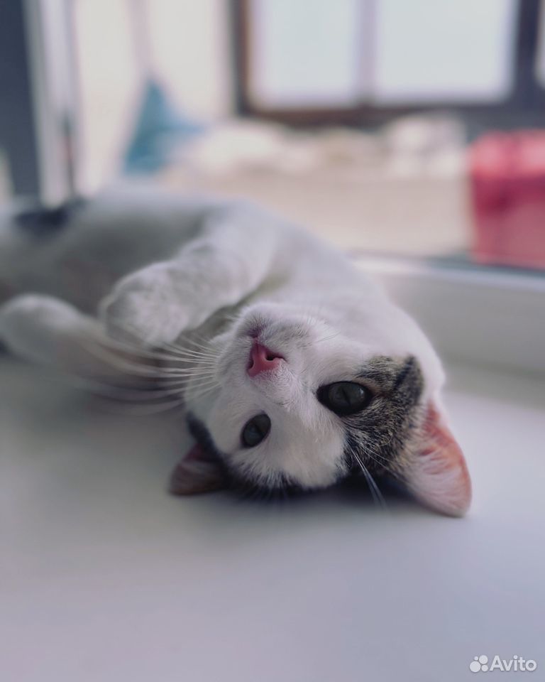 Хорошенький чистоплотный котик
