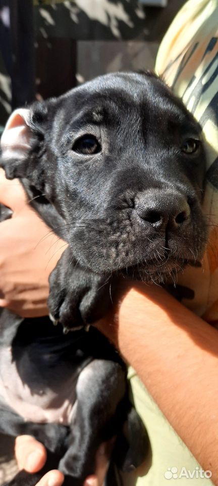 Собаки Кане Корсо