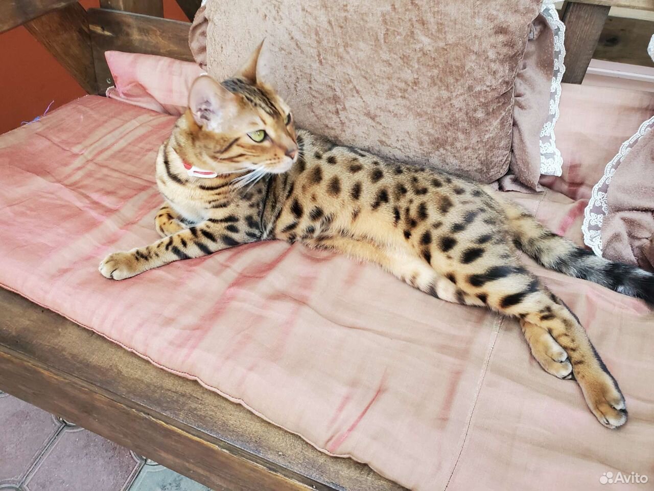 Бенгальская кошка