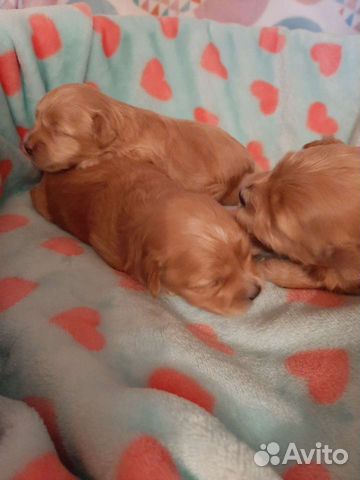 Мальтипу. Бронь