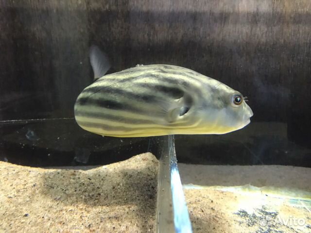 Тетрадон факаха. 1.5 года