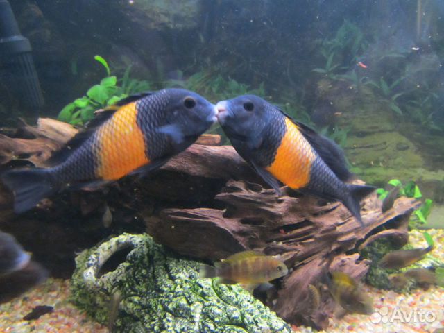 Рыбки Трофеус Бемба мальки