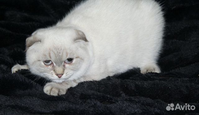 Котик линкс поинт-вязка