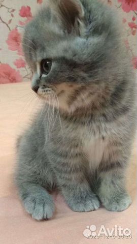 Продам британских котят