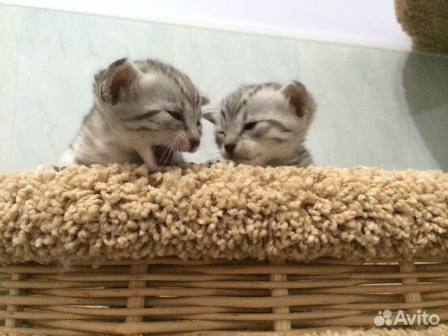 Cеребристые котята Египетская Мау