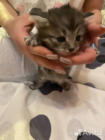 Котята