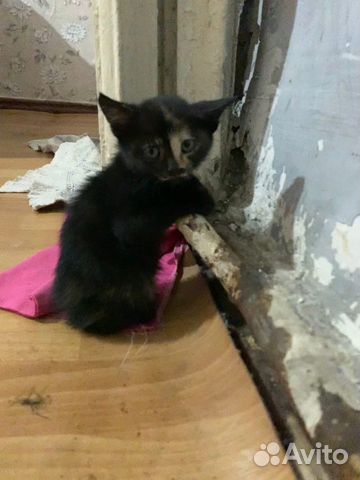 Отдам котят, находятся в приюте