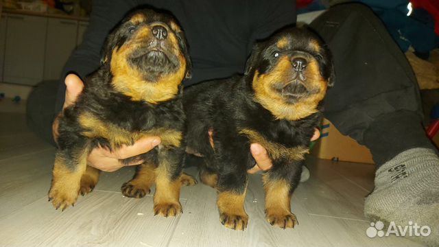 Щенки ротвейлера