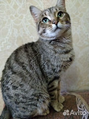 Кошечка Стефани ищет дом и любимых людей