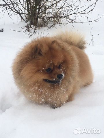 Шпиц вязка
