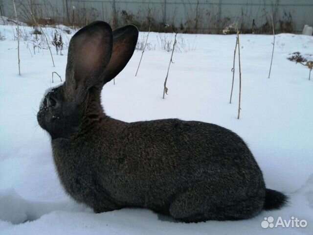 Кролик (самочка)