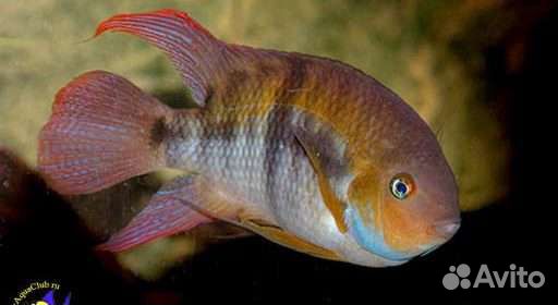 Цихлозома сэджика