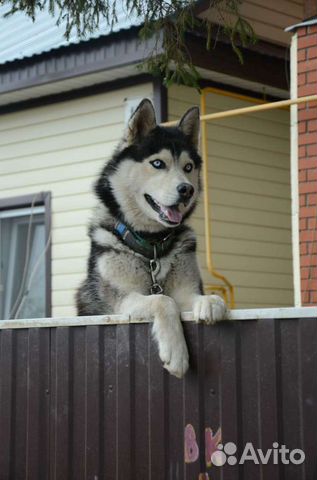 Сибирский хаски кабель для вязки
