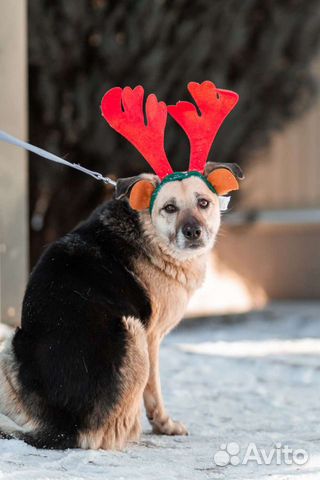 Лапушка ищет дом