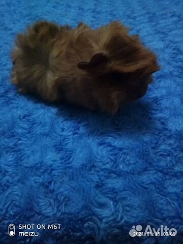 Морская свинка