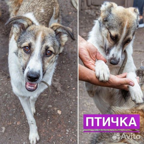 Собака в добрые руки