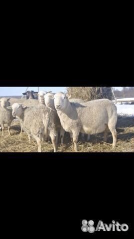 Продажа овец