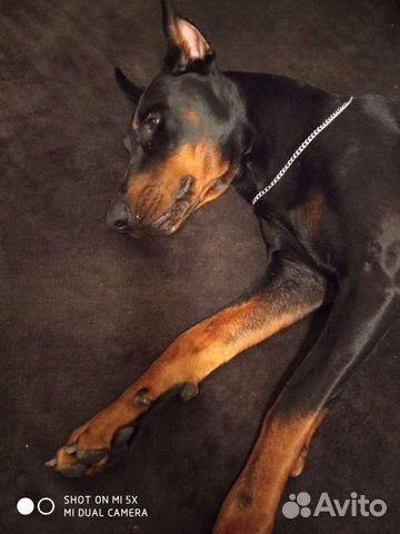 Доберман вязка