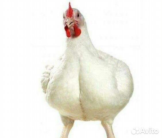 Куры бройлеры опт